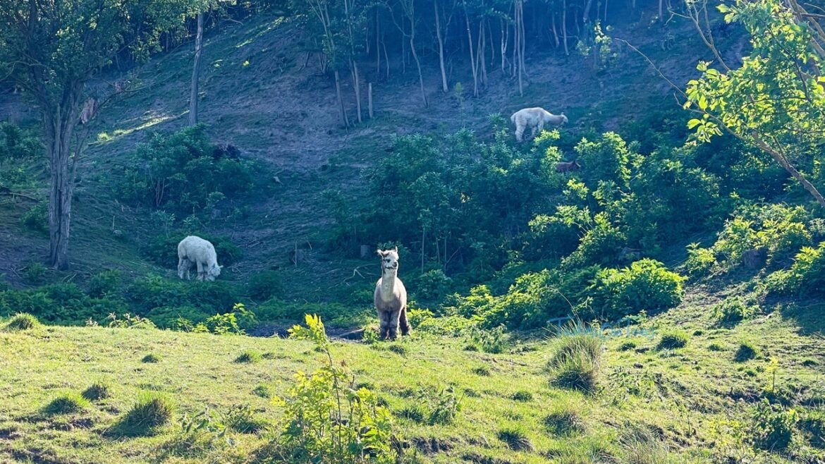 A Guide To A Perfect Day Trip To Ven Island, Sweden - TwinsOnToes
