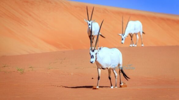 7 Non-Touristy Things To Do In Doha, Qatar - TwinsOnToes