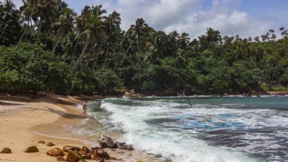Mirissa: Where Sun, Sand, And Serenity Meet