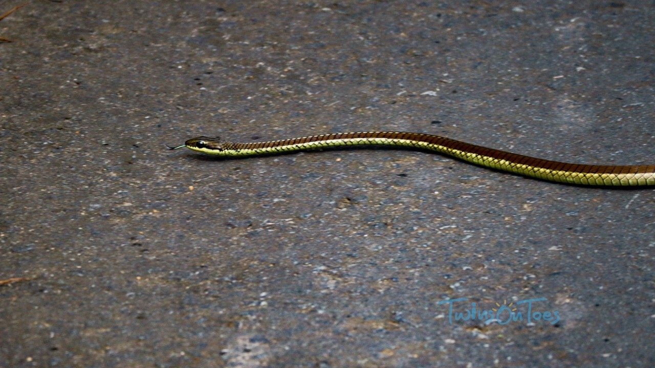 Sinharaja Rainforest: A Detailed Guide