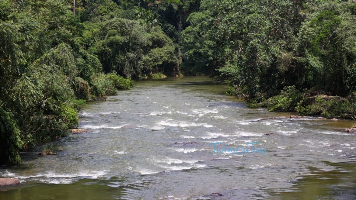 Sinharaja Rainforest: A Detailed Guide