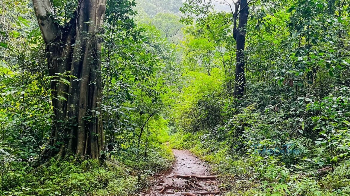 Jeep Ride To Hebbe Falls: Is It Worth INR 500 (per Person)? - TwinsOnToes