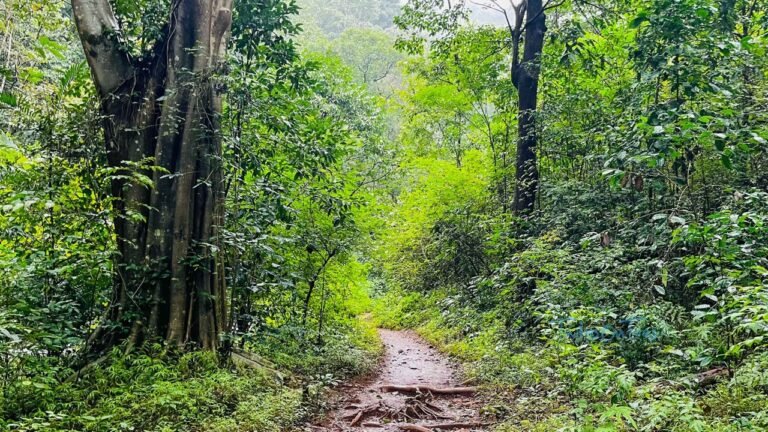 Jeep Ride To Hebbe Falls: Is It Worth INR 500 (per Person)? - TwinsOnToes