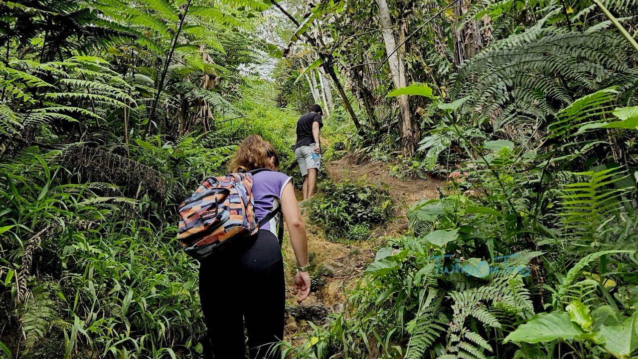 Top 7 Attractions In Cameron Highlands You Shouldn't Miss