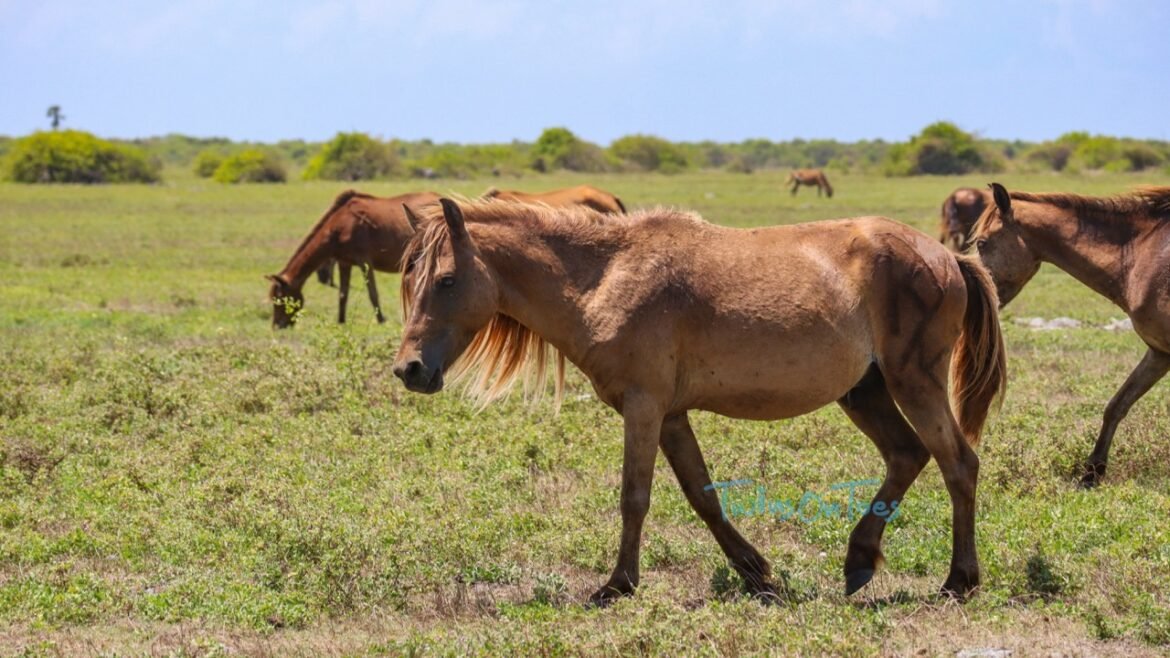 Delft Island Or Neduntheevu: All You Need To Know - TwinsOnToes