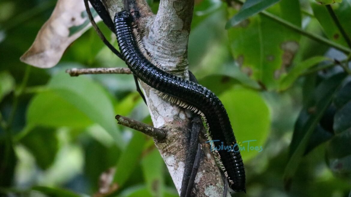 Sinharaja Rainforest: A Detailed Guide