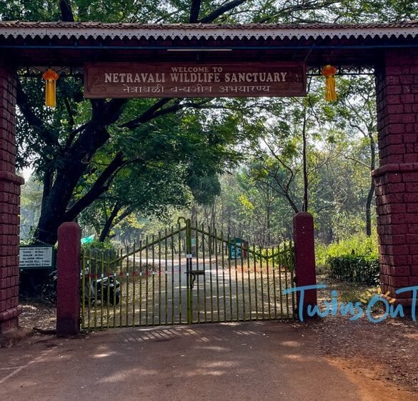 Mainapi Waterfall + Savri Waterfall Hike At Netravali Wildlife Sanctuary