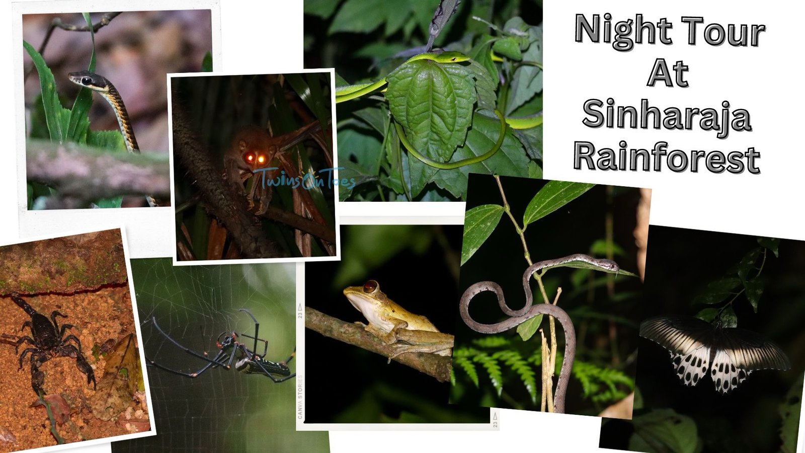 Night Tour At Sinharaja Rain Forest