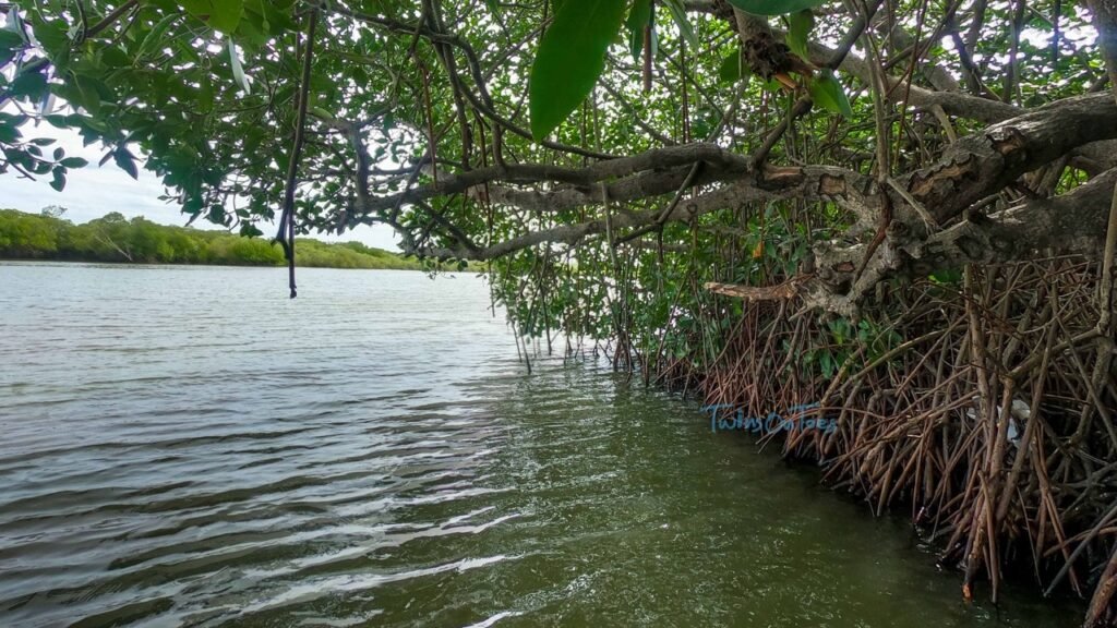 Traveling To Pichavaram? The Only Guide You’ll Ever Need