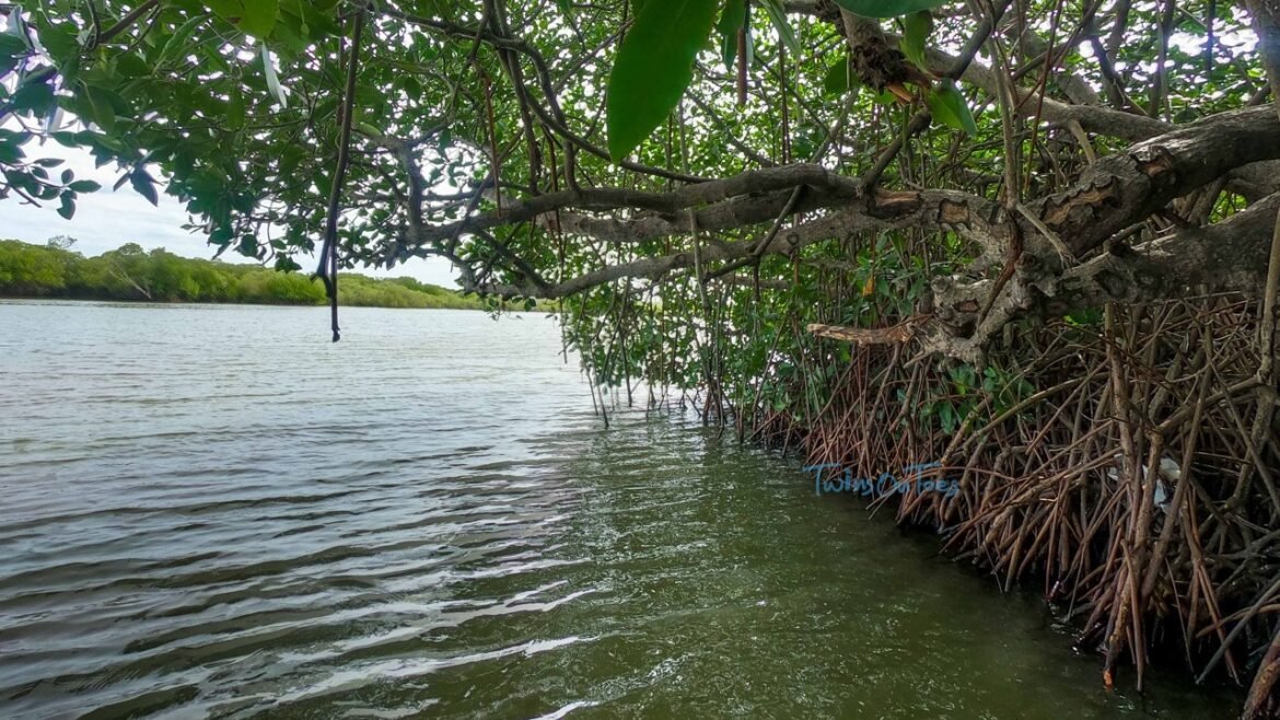 Traveling To Pichavaram? The Only Guide You’ll Ever Need