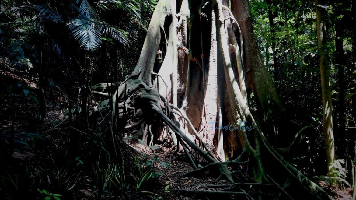 DIY Hiking Guide To Gunung Keledong Or Kledang Hill - TwinsOnToes