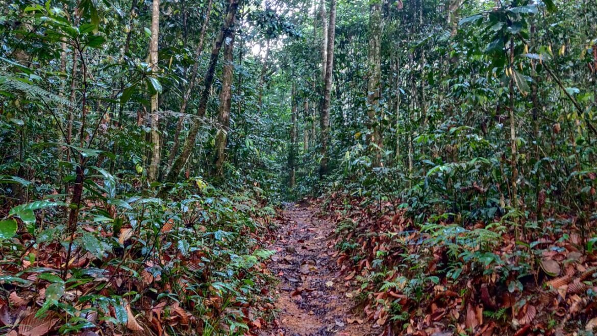Sinharaja Rainforest: A Detailed Guide
