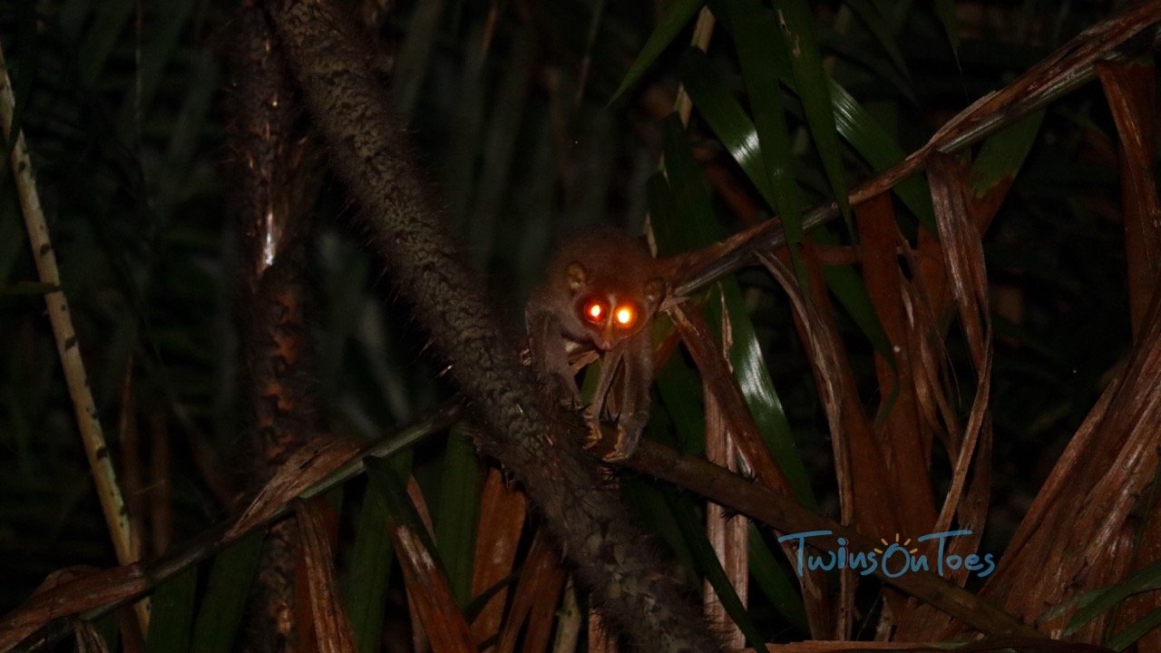 Night Tour At Sinharaja Rain Forest