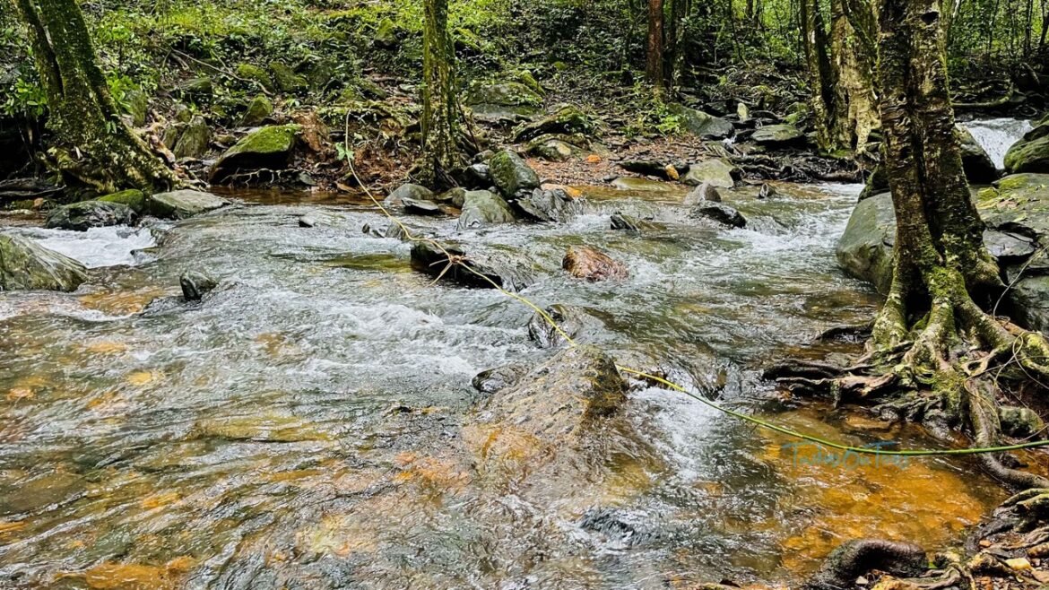 DIY Hiking Guide To Nethravathi Peak From Bangalore (INR 1779)