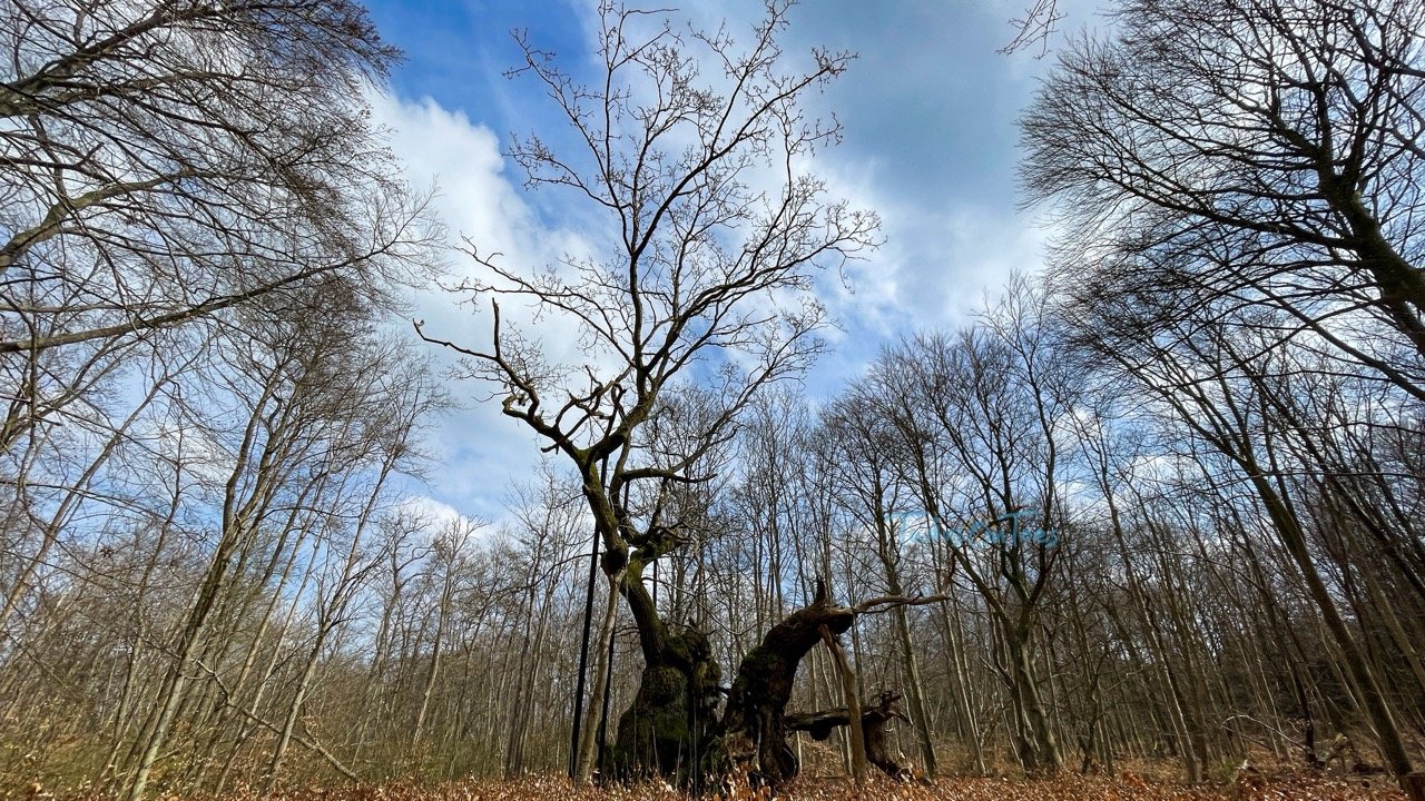 My First Camping Adventure In Denmark